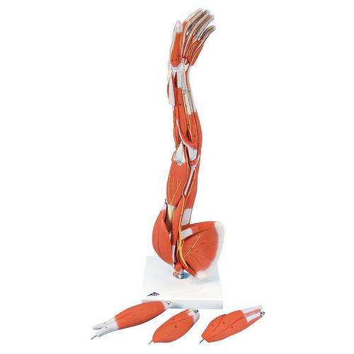 3/4 Life-Size Muscle Arm Model (6-Part) - LabWorld.co.uk